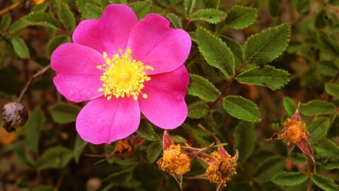 20 Types Of Wild Roses To Grow In A Thriving Garden
