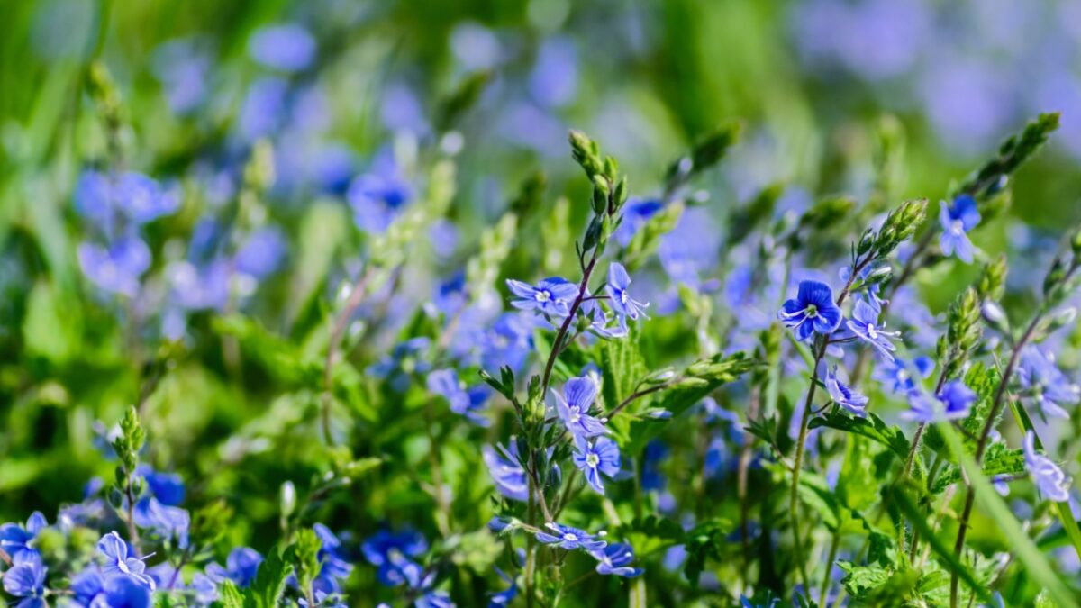 18 Beautiful Blue And White Flowers That Look Great In Any Garden