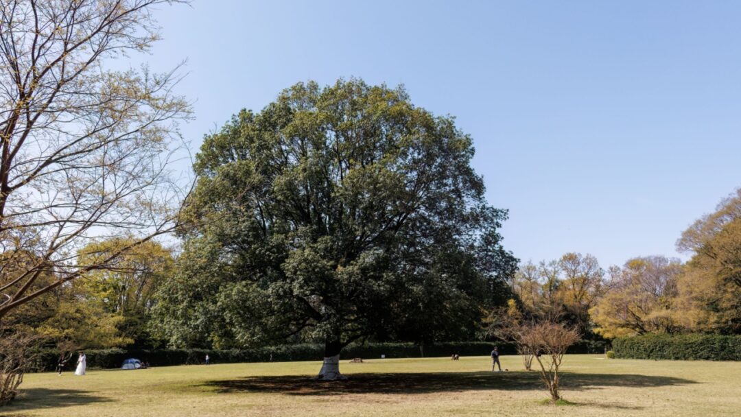 What Is Your Birth Month Tree? And Should You Plant It?