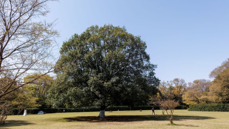 What Is Your Birth Month Tree? And Should You Plant It?