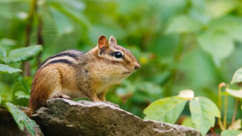 18 Small Animals Frequenting Your Backyard To Leave Alone