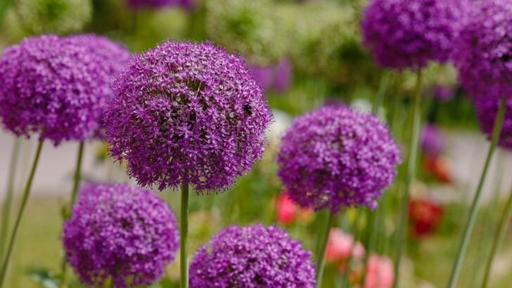 15 Gorgeous Purple Flowers That’ll Make Your Garden Pop