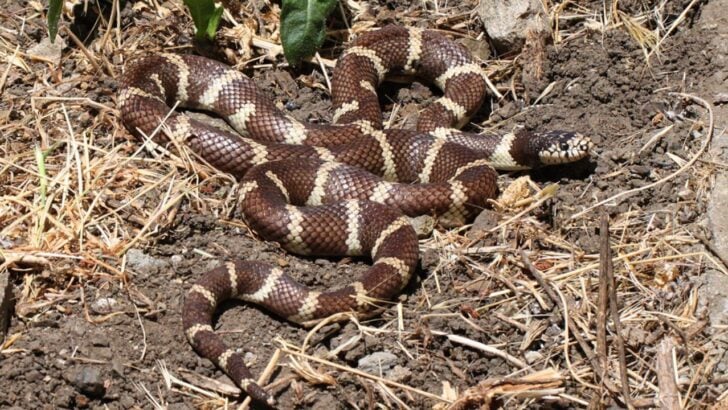 15 Non-Venomous Snakes You Might Identify In Your Own Yard