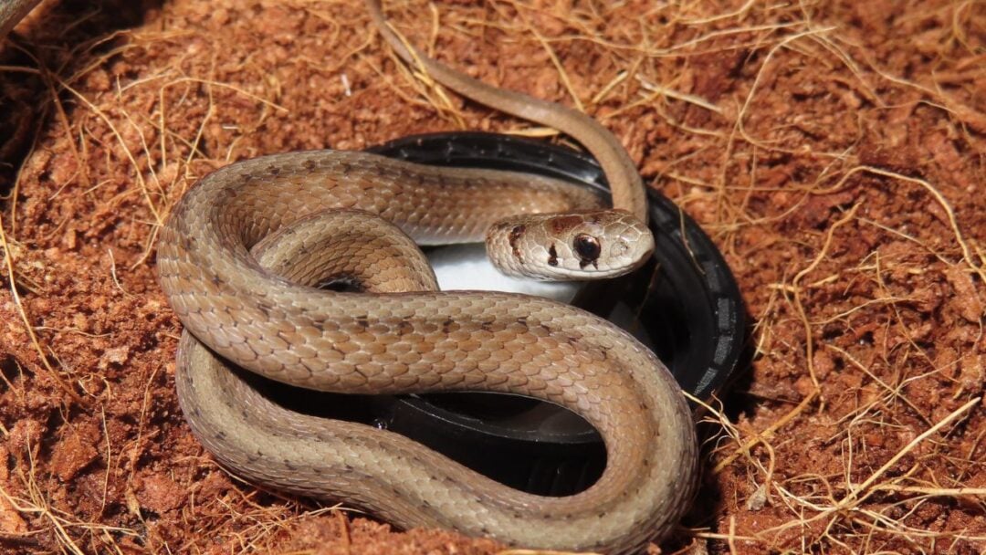 15 Non-Venomous Snakes You Might Identify In Your Own Yard
