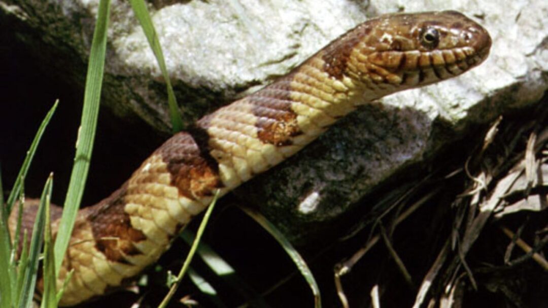 15 Non-Venomous Snakes You Might Identify In Your Own Yard