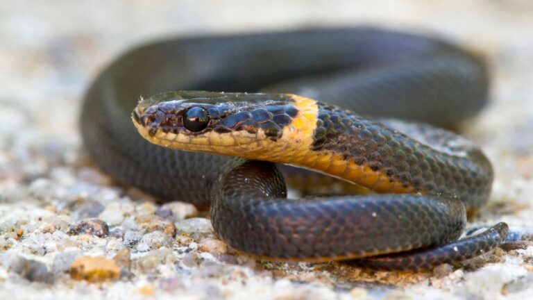 Identifying 15 Non-Venomous Snakes You Might Find In Your Backyard