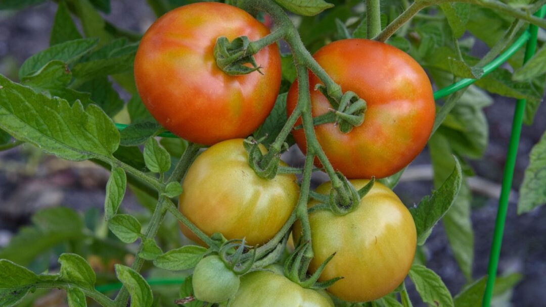 Choose These 5 Tomato Plants If You Want To Enjoy An Early Harvest