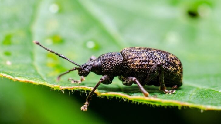 8 Natural Ways To Get Rid Of Garden Weevils This Season