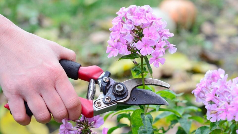How To Use Creeping Phlox As A Beautiful Ground Cover