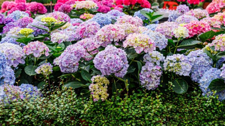 Beautiful But Poisonous: 18 Stunning Blooms To Handle With Care