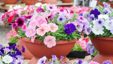 16 Best Container Plants To Attract Hummingbirds To Your Garden