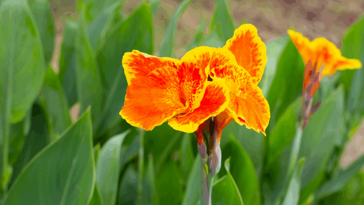 15 Stunning Orange Flowers For Your Garden
