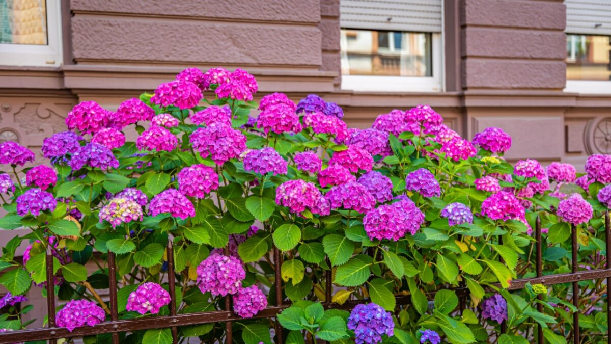 17 Easy Growing Shade Flowers That'll Make Any Garden Stunning