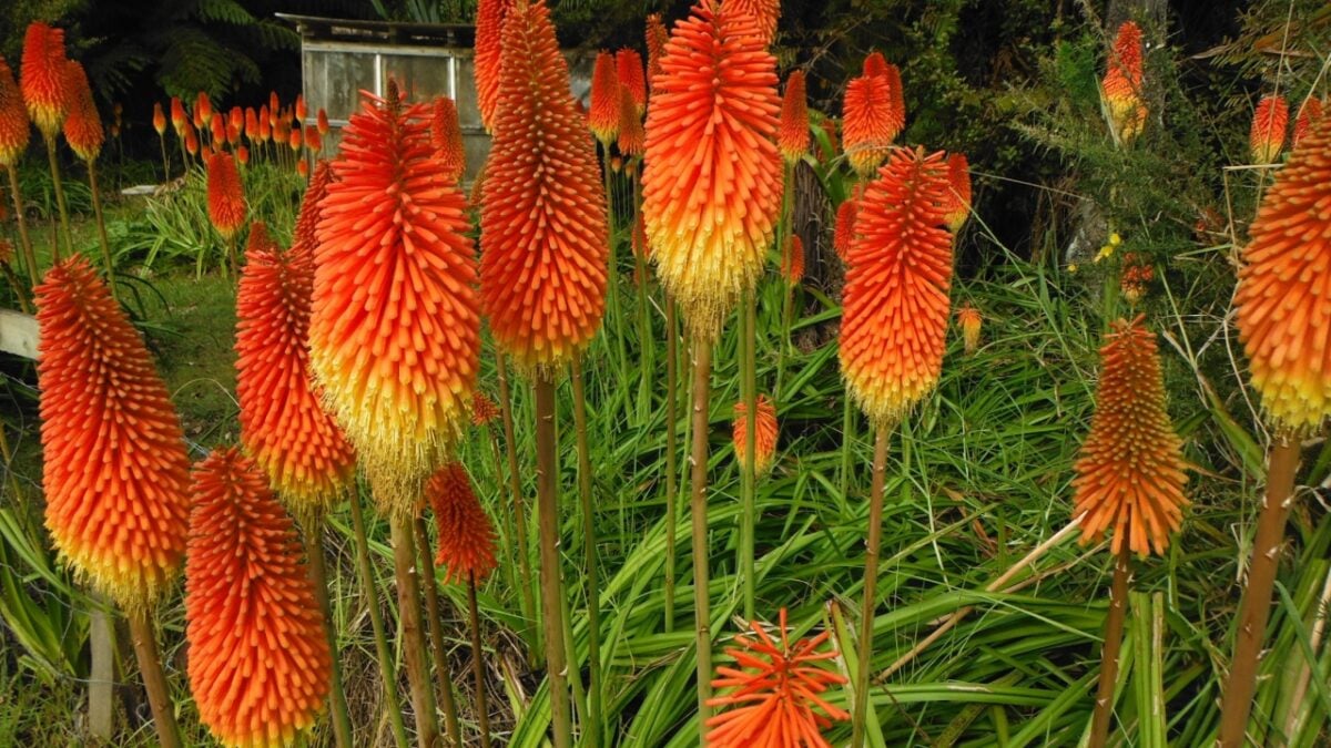19 Vertical Plants For Small Gardens And Narrow Spaces