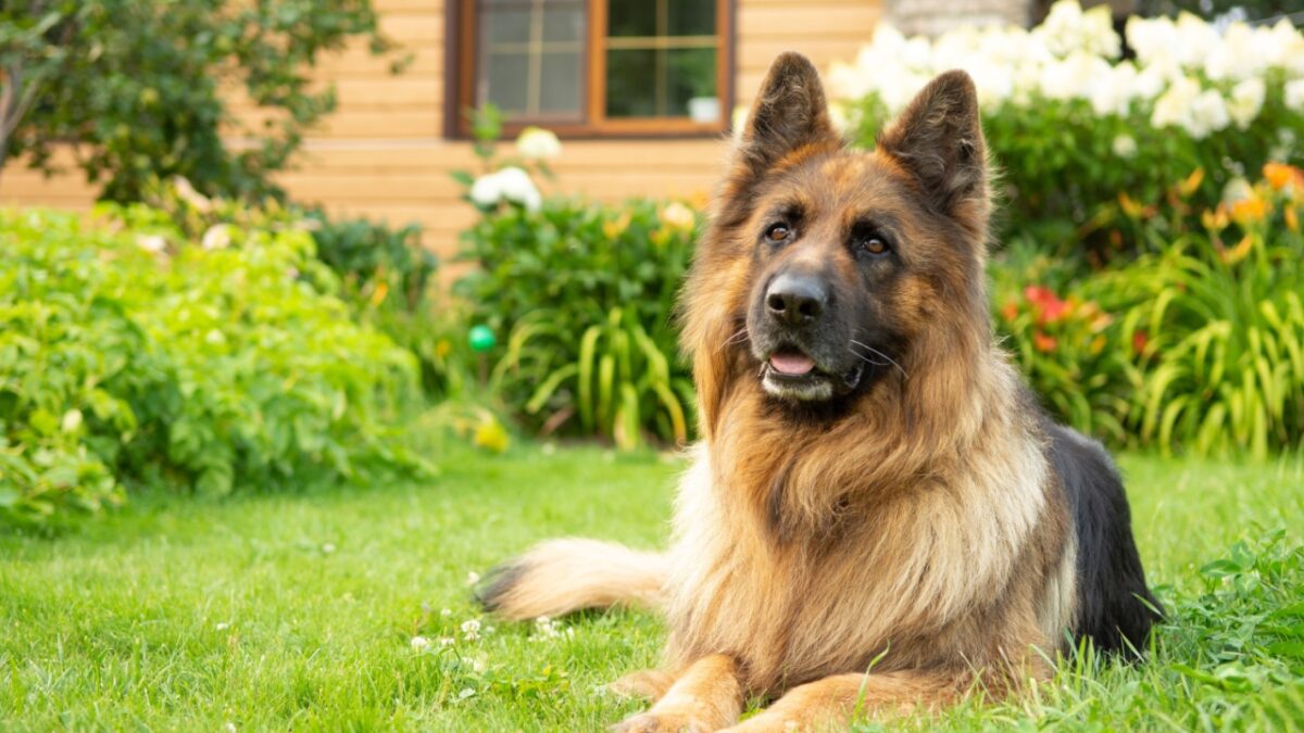 15 Ways To Dog-Proof Your Backyard And Keep Them Happy