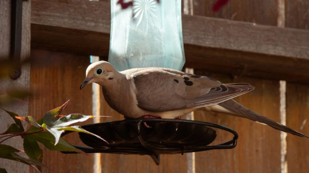 14 Tricks To Attract Mourning Doves To The Yard