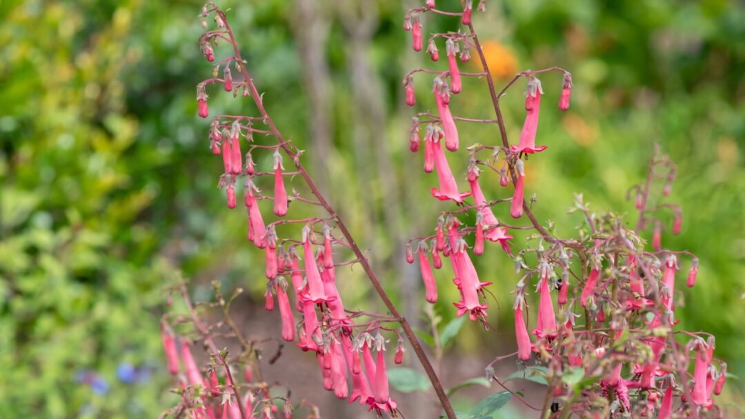 14 Tubular Flowers That Attract Hummingbirds