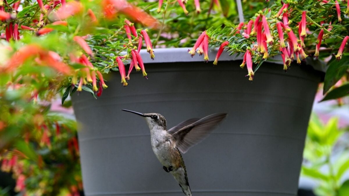 14 Tubular Flowers That Attract Hummingbirds