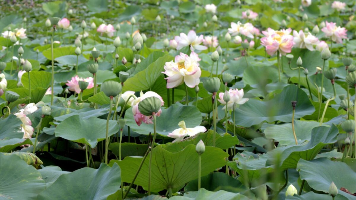 15 Floating Plants To Grow In Containers And Bowls