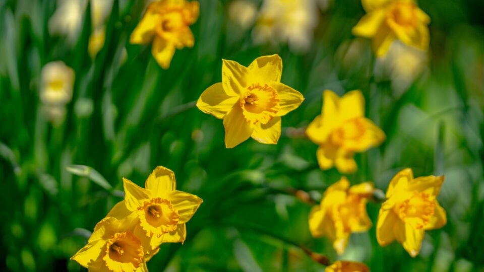 Beautiful But Poisonous: 18 Stunning Blooms To Handle With Care