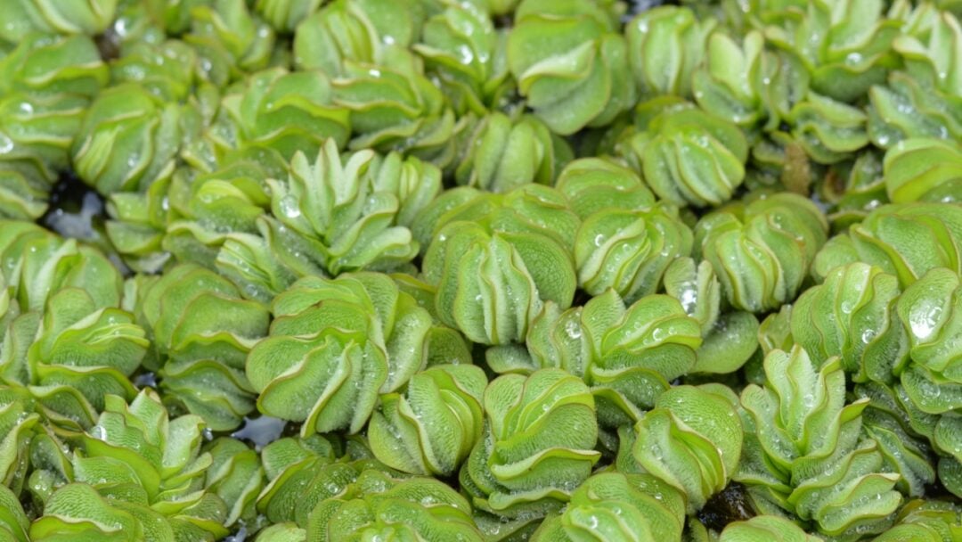 15 Floating Plants That Look Magical In A Container