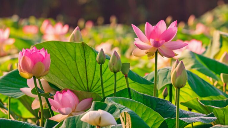 15 Floating Plants That Look Magical In A Container
