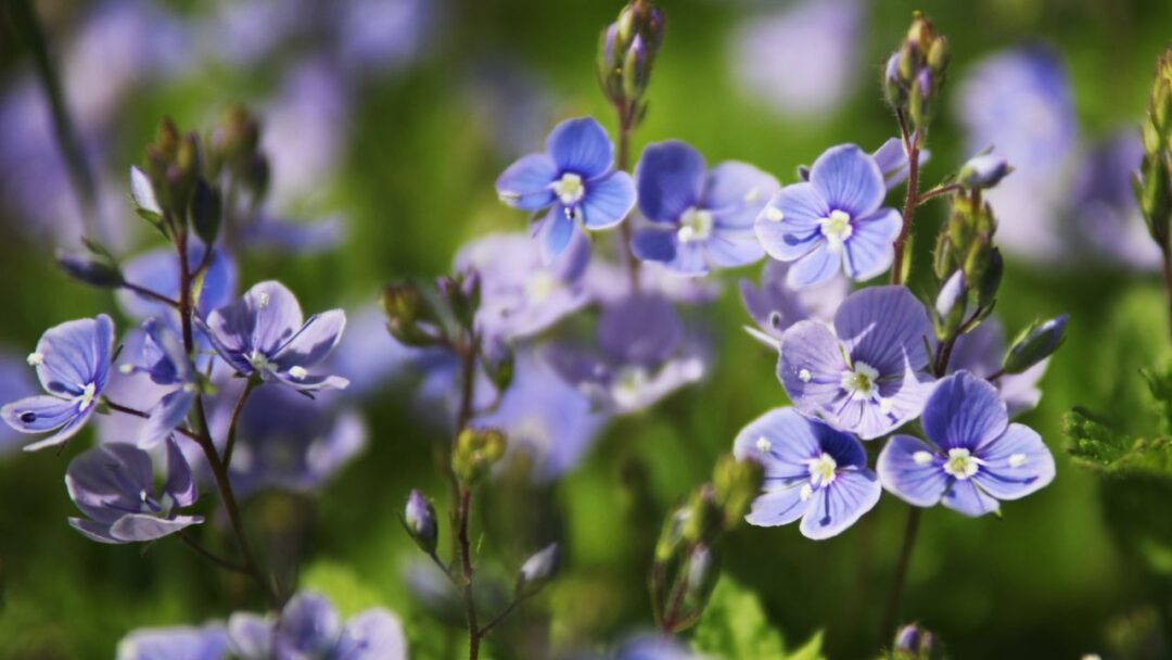 28 Flowering Ground Covers For A Pop Of Color In The Garden