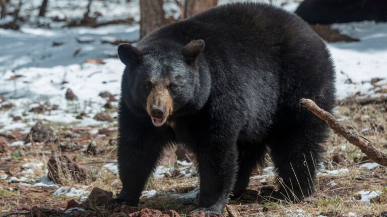 21 Animals To Spot In American Backyards