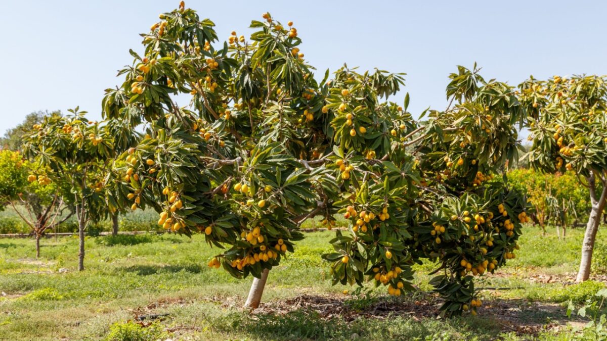 21 Low-Maintenance Fruit Trees To Try Growing