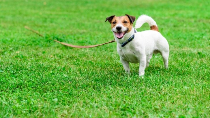 To Use A Fence Or Not: 10 Ways To Keep Your Dog In The Yard Safely