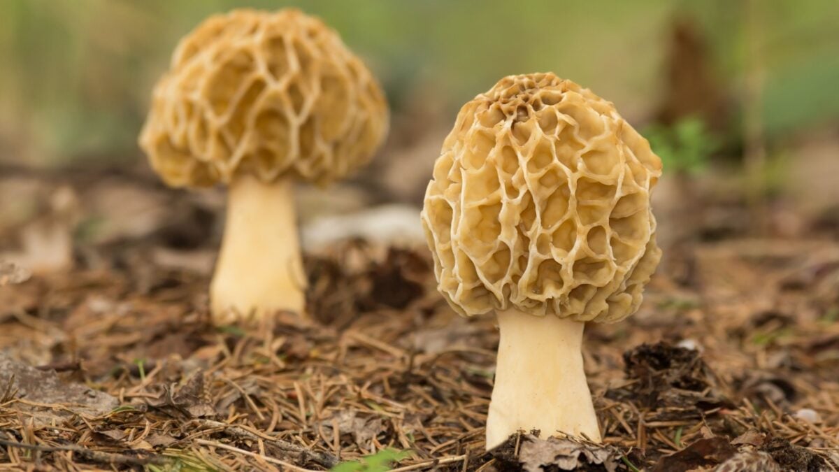 12 Hacks For Growing Morels In Your Own Backyard