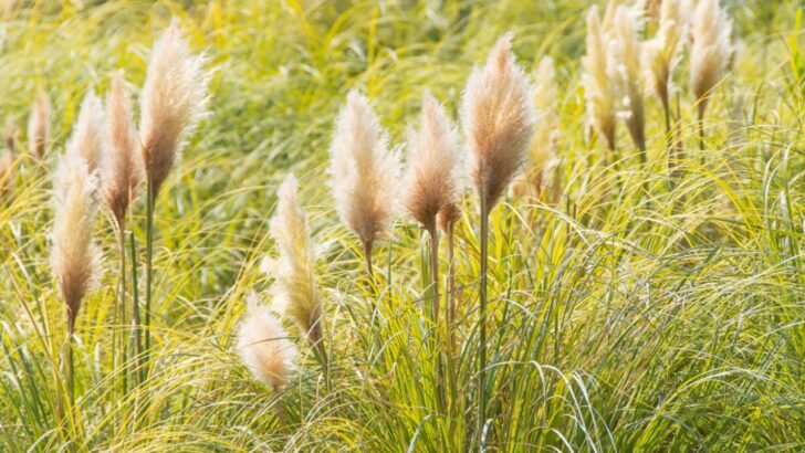 9 Invasive Ornamental Grasses That'll Take Over Your Lawn