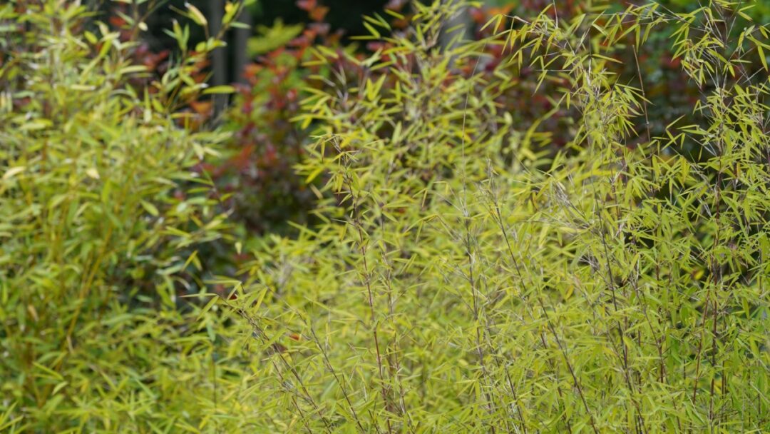 9 Invasive Ornamental Grasses That'll Take Over Your Lawn