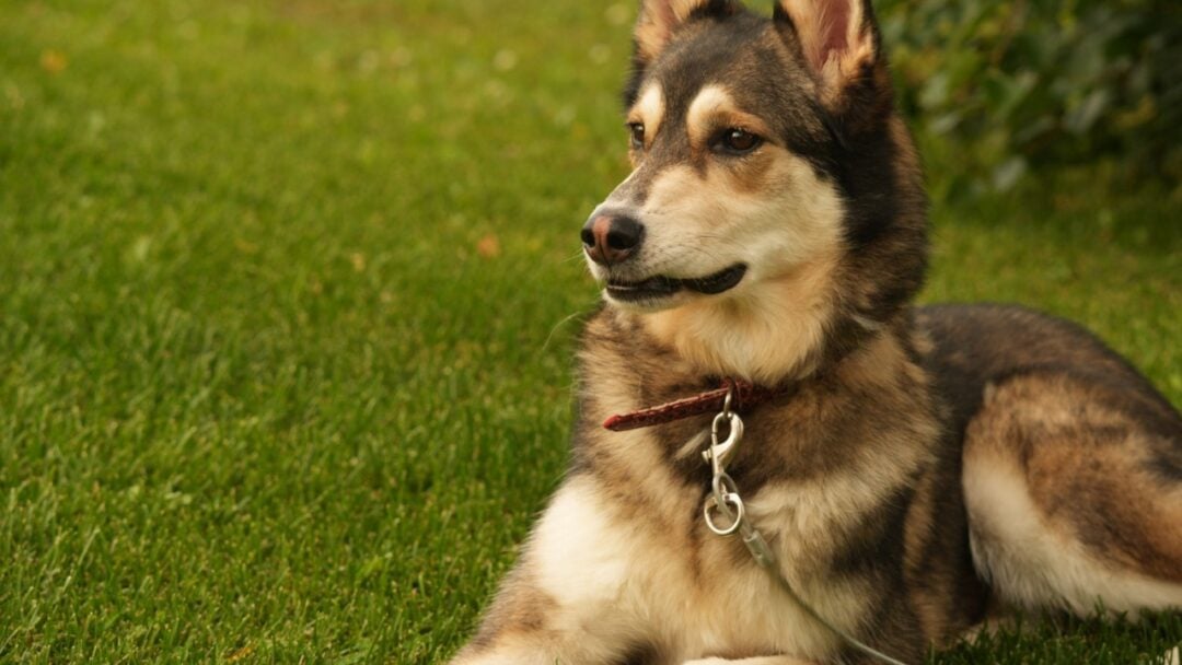 To Use A Fence Or Not: 10 Ways To Keep Your Dog In The Yard Safely