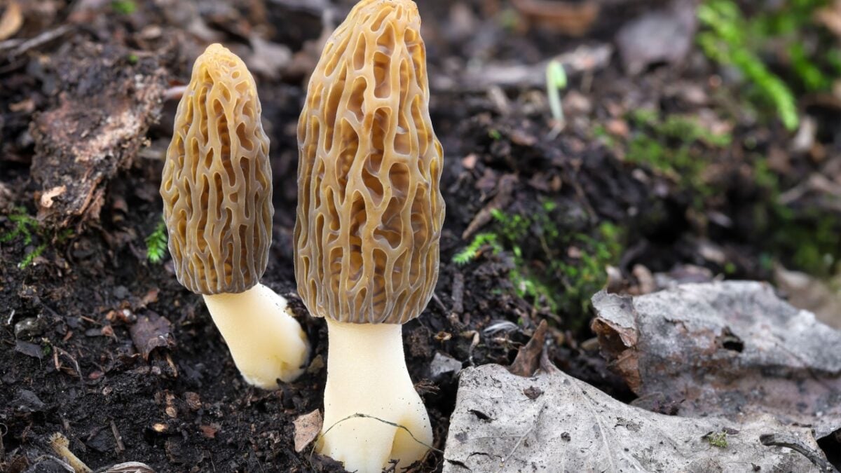 12 Hacks For Growing Morels In Your Own Backyard