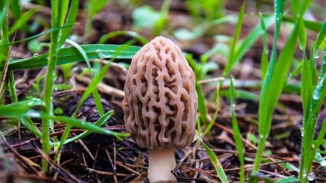 12 Hacks For Growing Morels In Your Own Backyard