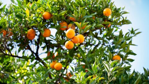 19 Beautiful Citrus Trees That'll Look Great In The Backyard