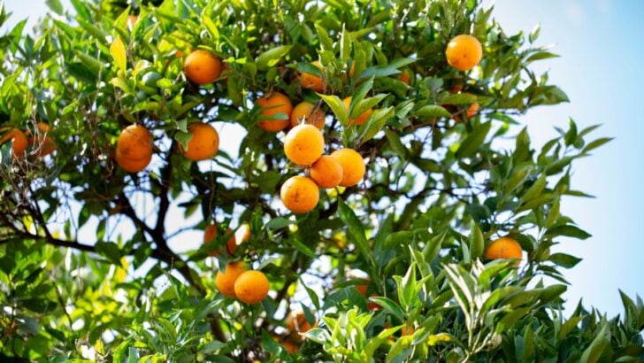 19 Beautiful Citrus Trees That'll Look Great In The Backyard