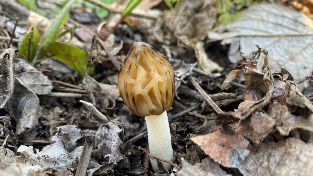 12 Hacks For Growing Morels In Your Own Backyard