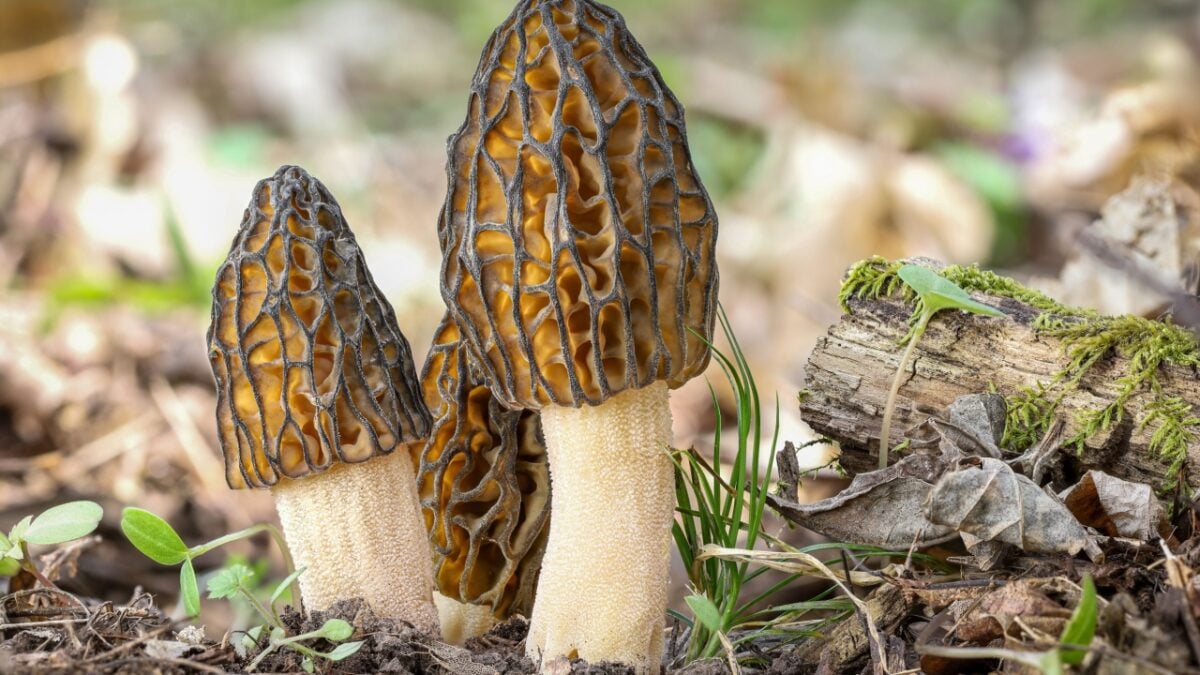 12 Hacks For Growing Morels In Your Own Backyard