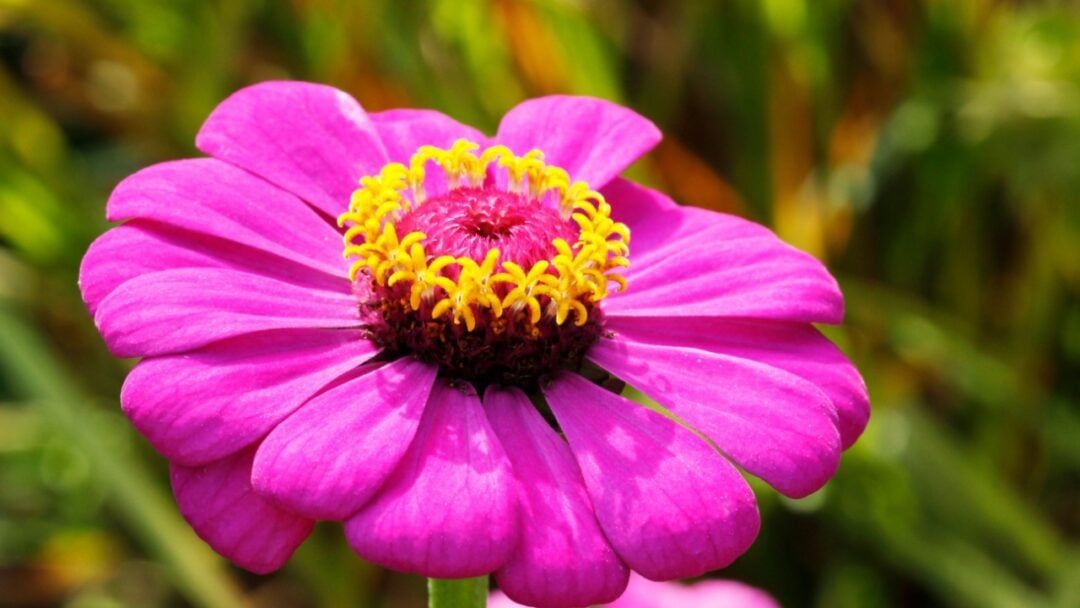 15 Gorgeous Purple Flowers That’ll Make Your Garden Pop