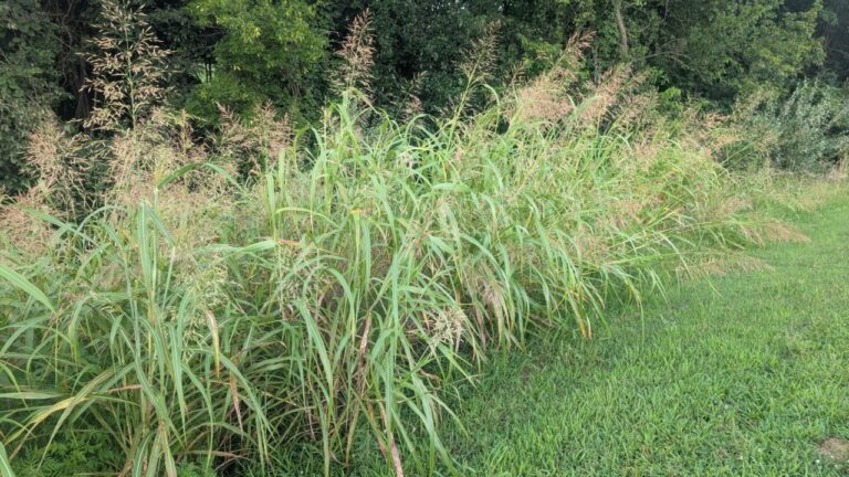 9 Invasive Ornamental Grasses That'll Take Over Your Lawn