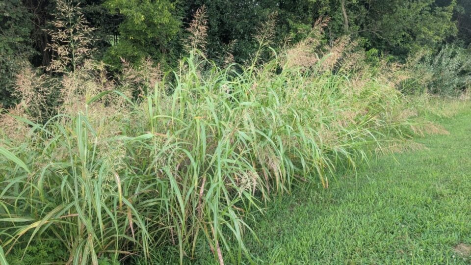 9 Invasive Ornamental Grasses That'll Take Over Your Lawn