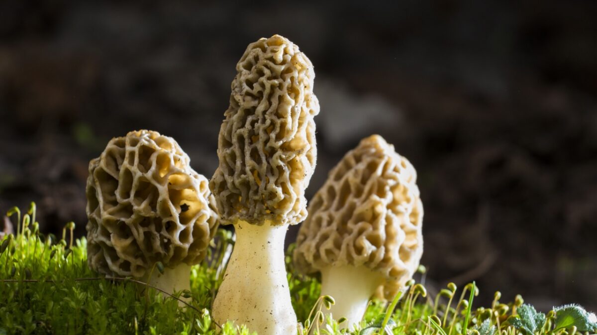 12 Hacks For Growing Morels In Your Own Backyard