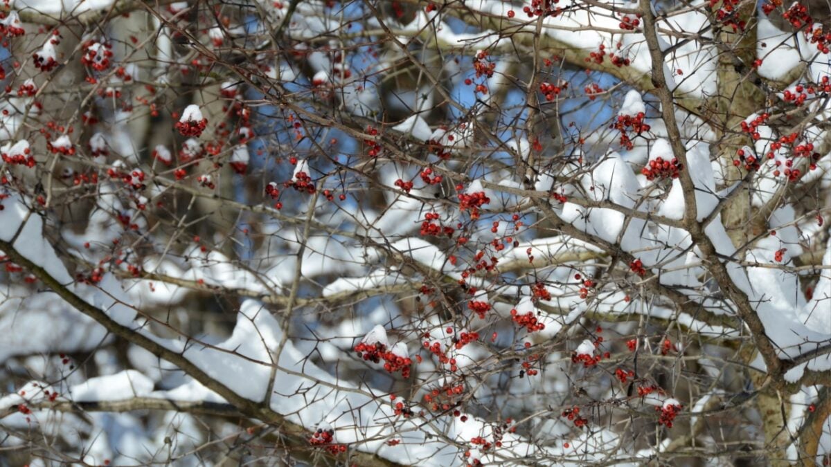10 Trees That Retain Their Beauty All Winter Long