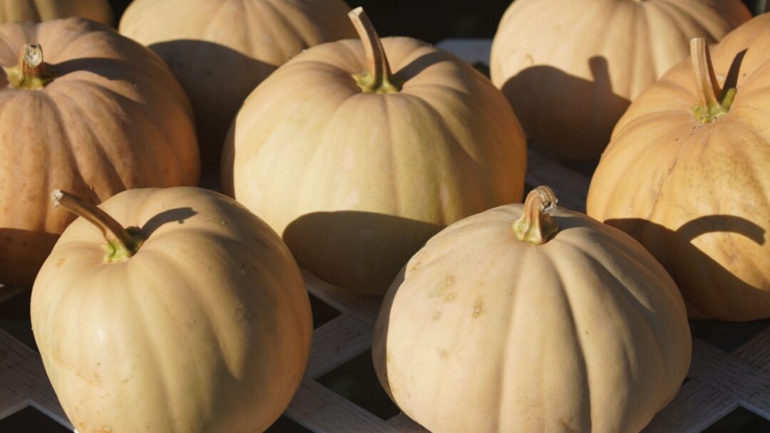 13 Pumpkin Colors And Their Meanings You Probably Didn't Know