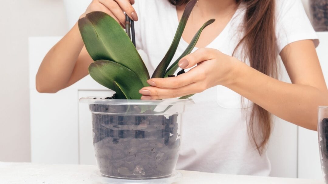 14 Tips To Help Orchids Thrive For Years