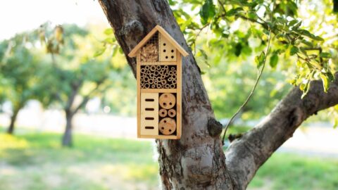 12 Tips For Building A Bee Hotels That'll Help Them Thrive