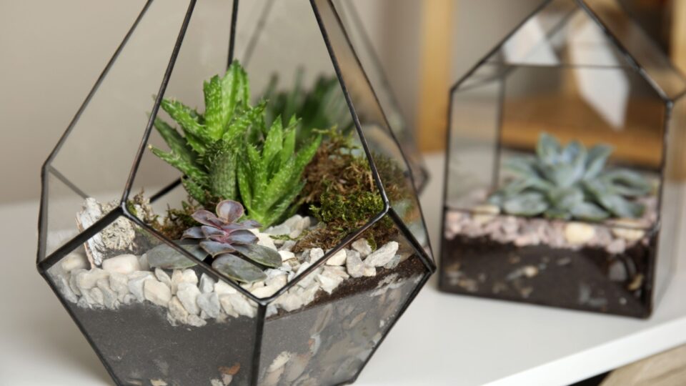 20 Fun Ways To Display Your Houseplants