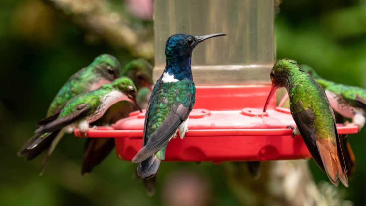 18 Tips For Attracting More Hummingbirds To The Yard